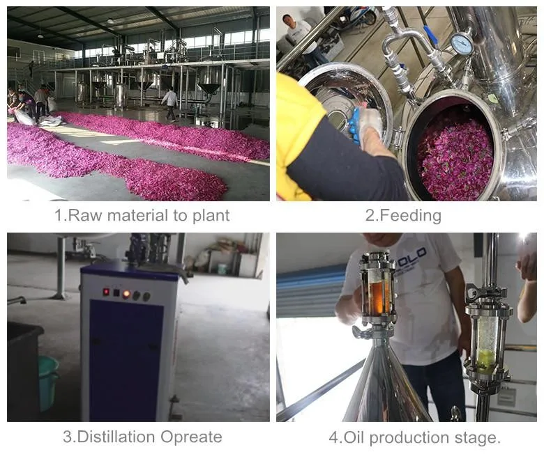Industrial Herbs and Flower Essential Oil Distillation
