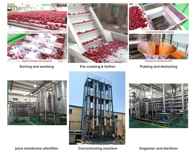 Palm Dates Processing Line - Efficient Date Syrup Production