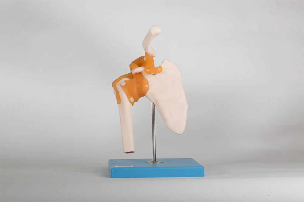 Medical Science Models Shoulder Joint Human Skeleton Anatomical Model ...