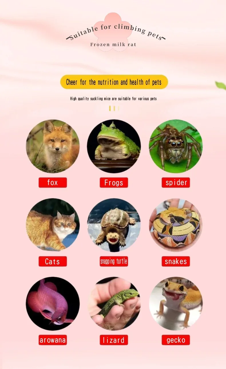 Frozen Fuzzy Mice Feed Snake Frozen Mice 20-24g Frozen Feeder Fuzzy ...