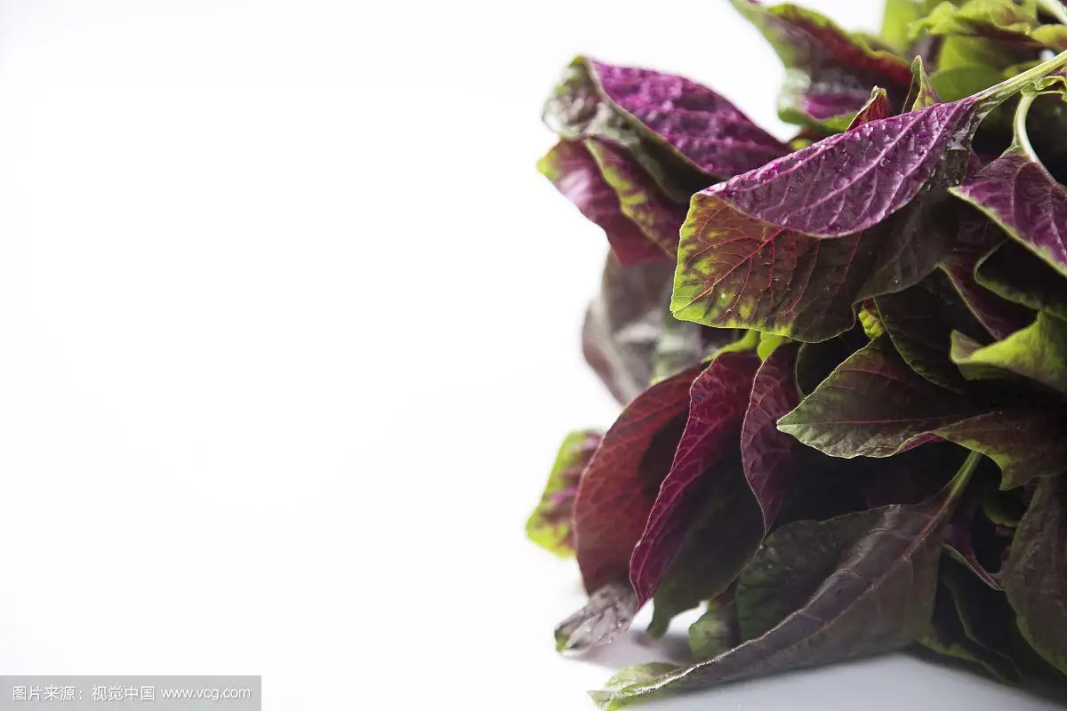 Natural Food Grade Amaranth Leaf Extract Powder by Youshuo