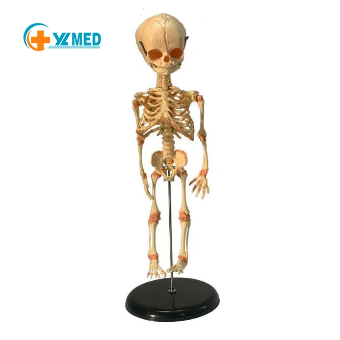 Baby Skeleton Model - Detailed Anatomy for Medical Study