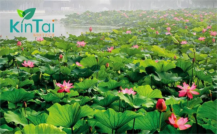 Factory Price Supply Natural Lotus Leaf Extract Nuciferine Powder 1%~10 ...