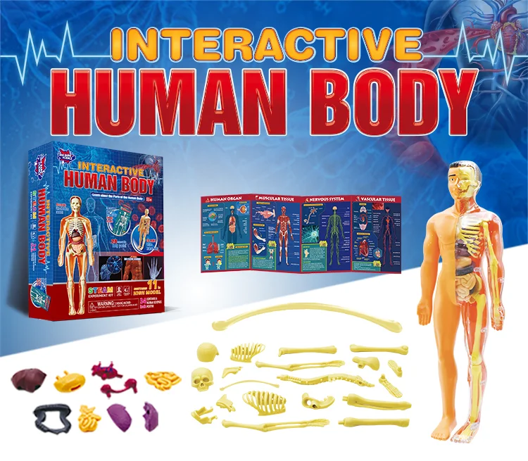 Educational 3d Model Scientific Blocks Model Building Toys Human ...