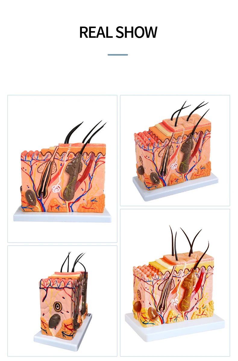 Human Skin Anatomy Model Diagram Model Human Anatomy Skin Model ...