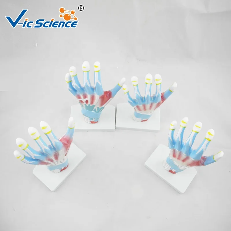 Medical Science Palm Anatomy Model Detailed Hand Structure for ...