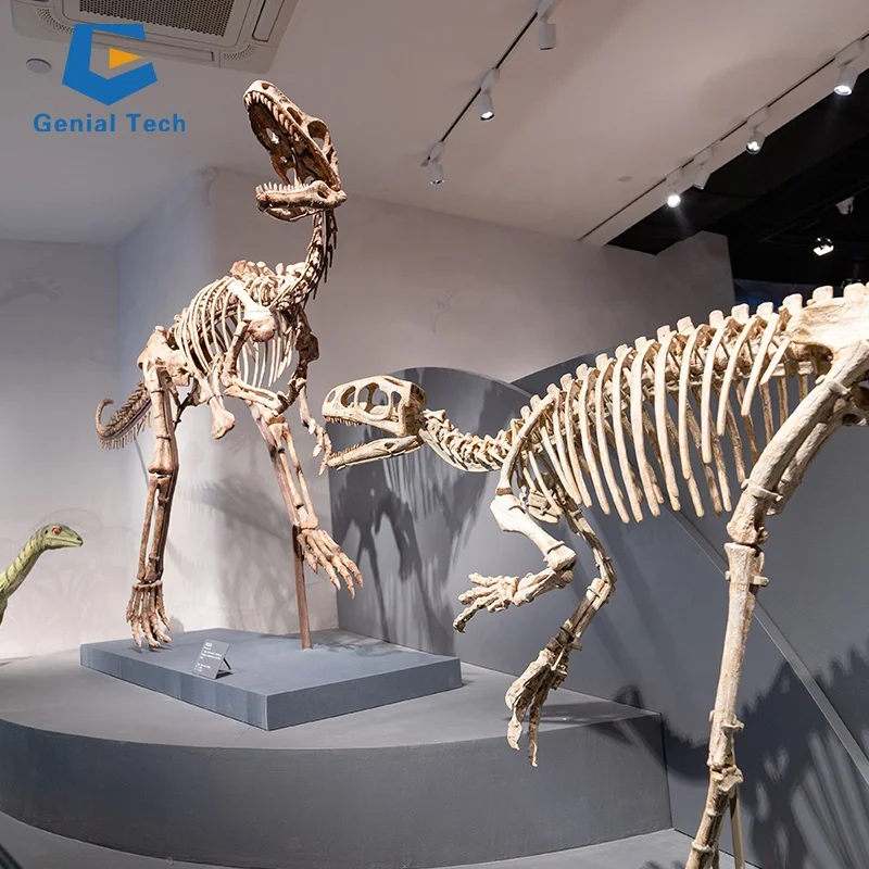 Sg-kn23m201 Realistic Allosaurus Dinosaur Skeleton Model For Museum ...