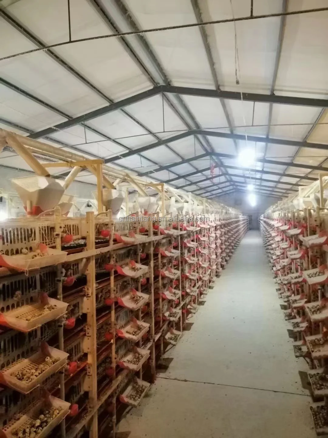 PVC Quail Cages - Automatic & Manual Options for Farms