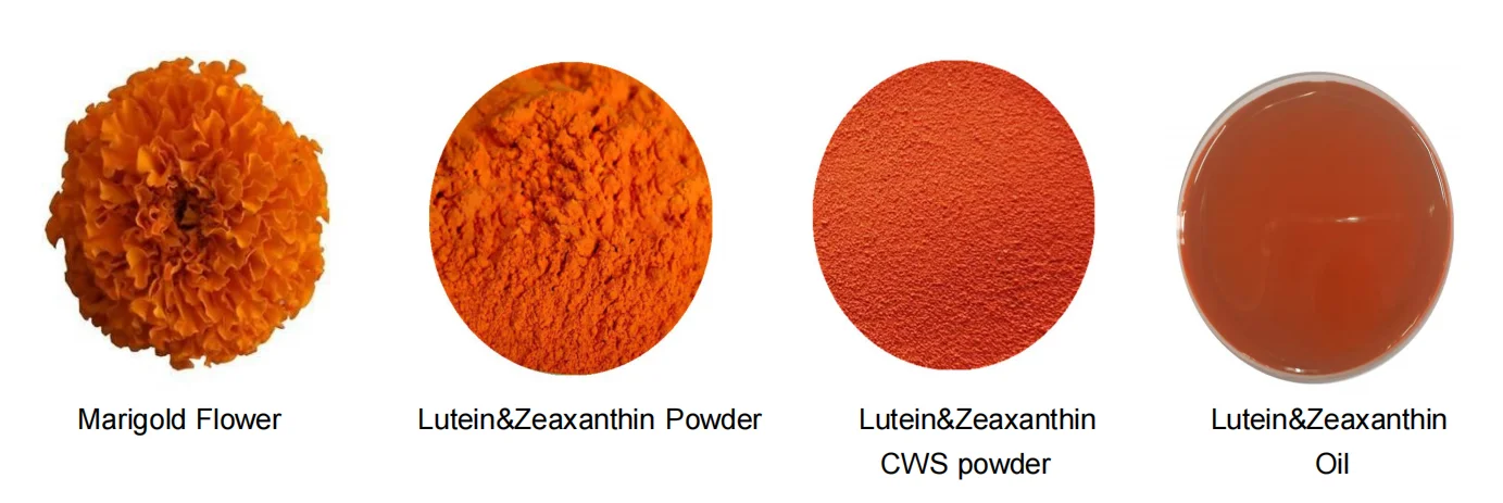 Marigold Flower Extract - High Zeaxanthin & Lutein Content