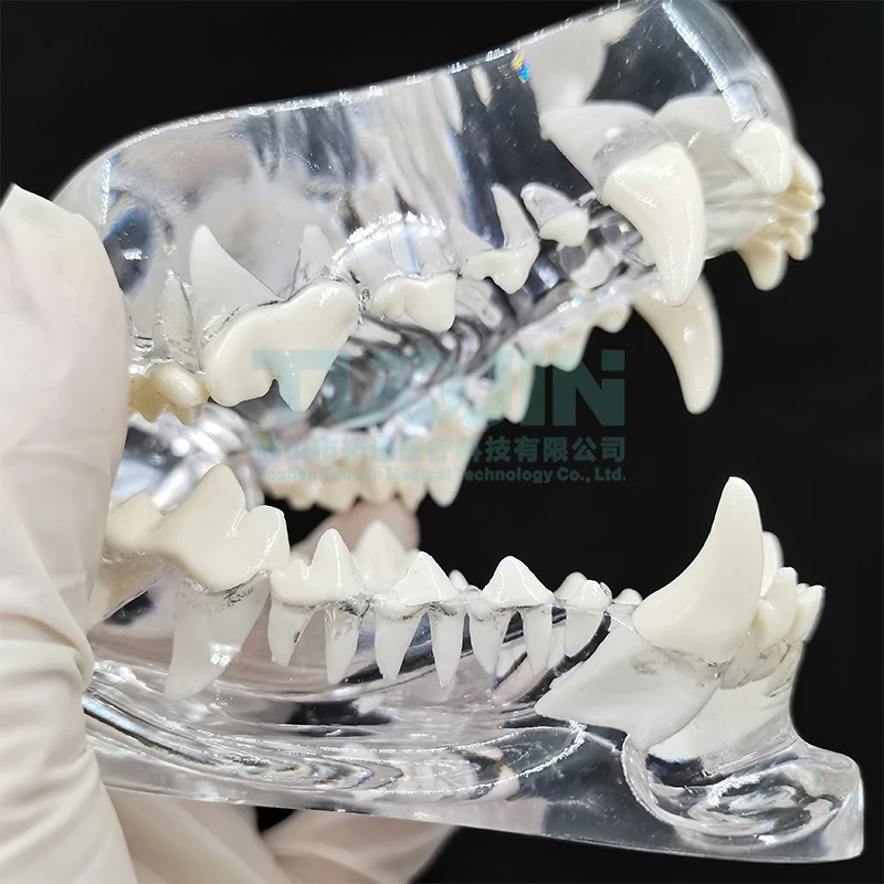 Canine Teeth Anatomy Model for Veterinary Education & Training, OEM