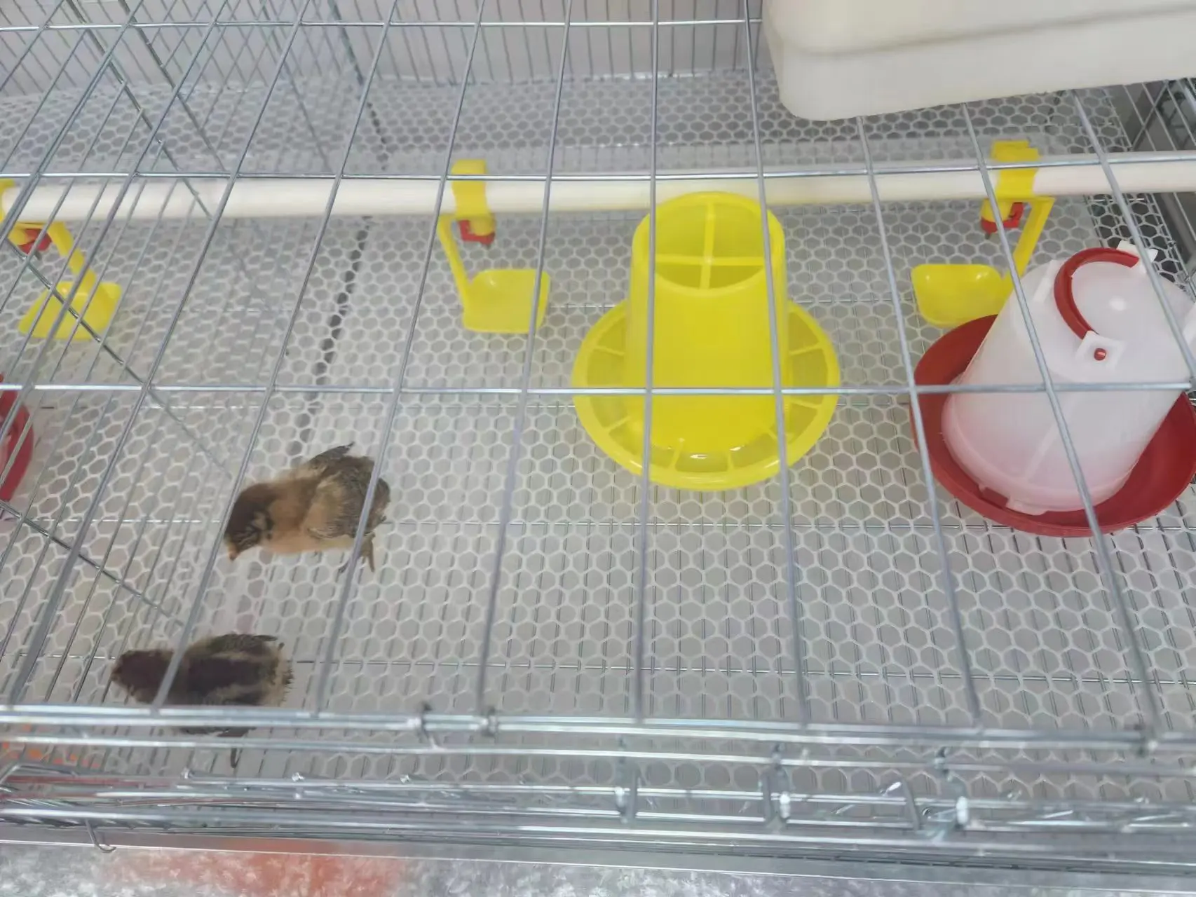 Baby Chicken Cage/ Brooder/ Day Old Layer Chick Cages - Buy Poultry ...