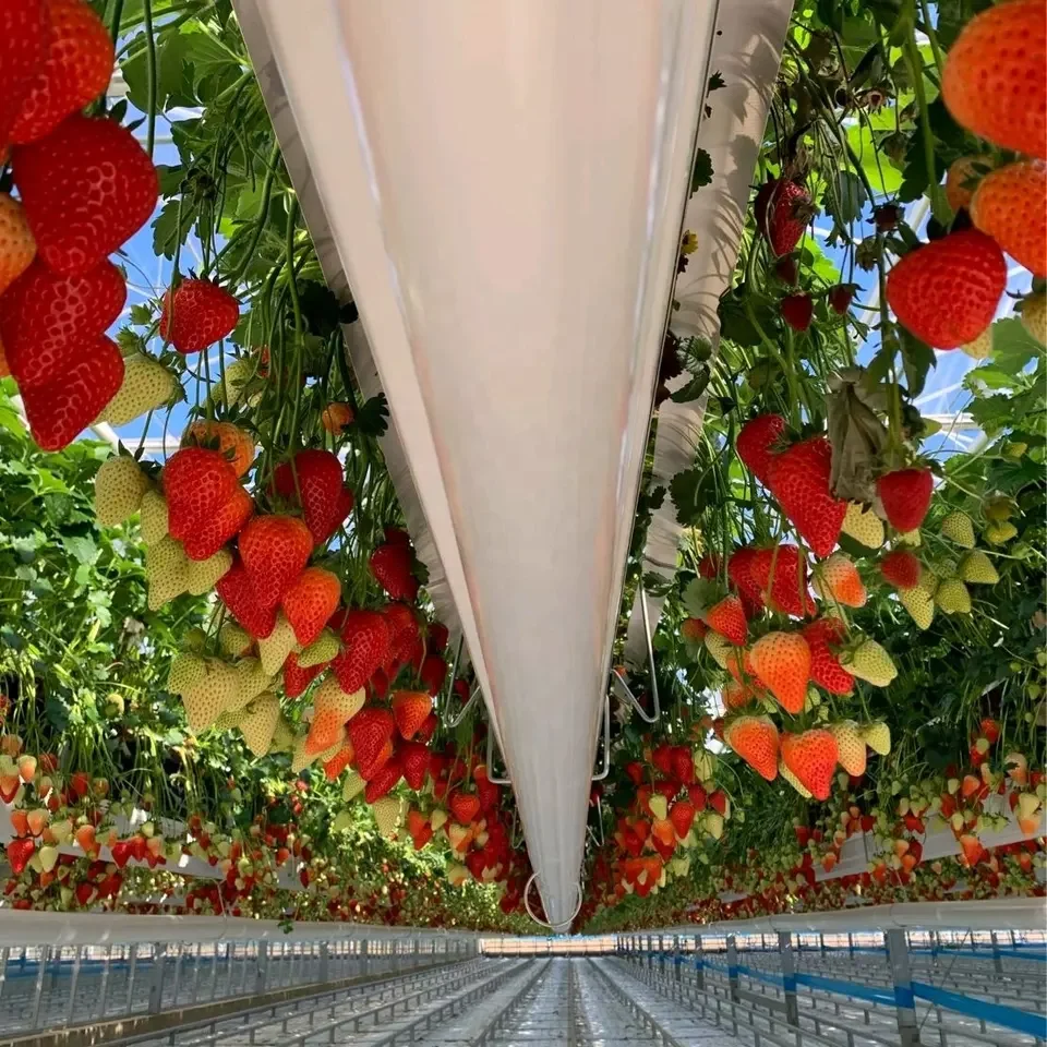 Strawberry Hydroponic Growing Systems for Vertical Planting