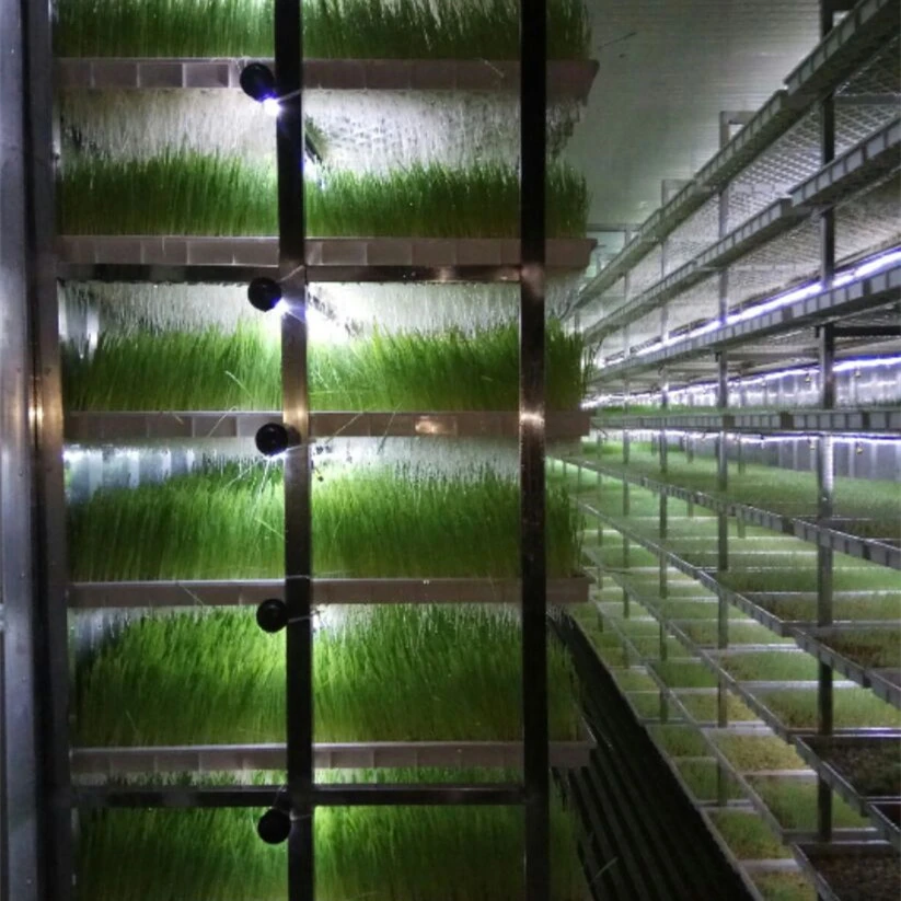 Commercial Planting 1000kg daily production hydroponic fodder growing ...