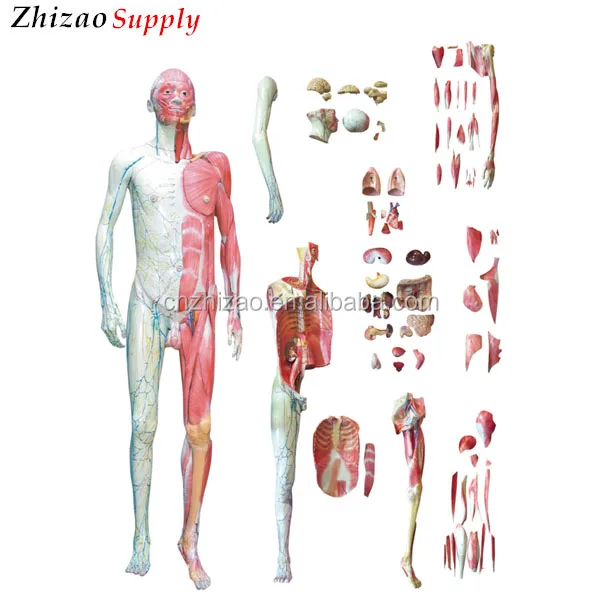 Human body, gradation muscle anatomy model| Alibaba.com