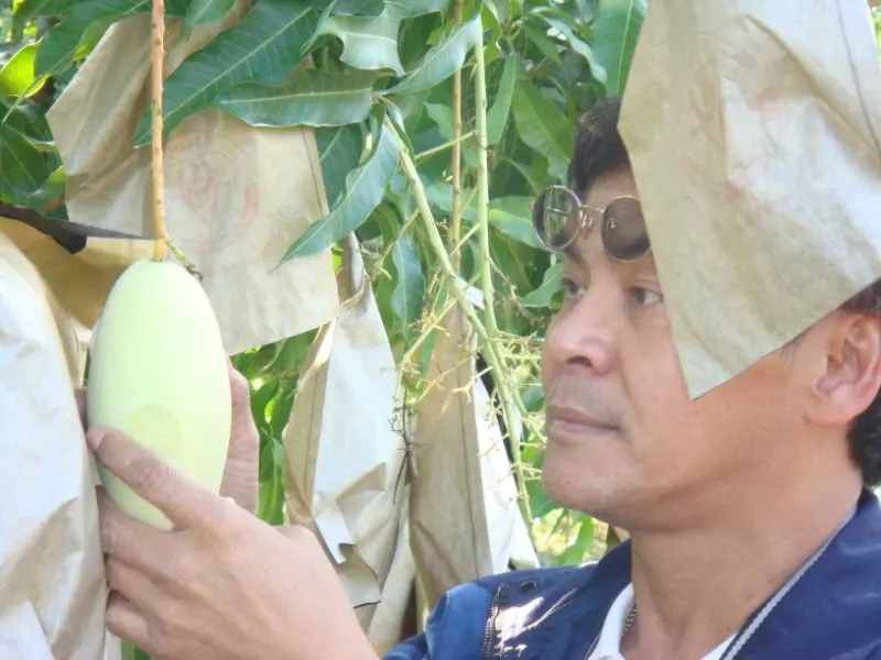 Mango Protect Paper Bag Fruit Bag Mango Fruit Cover - Buy Mango Bag ...