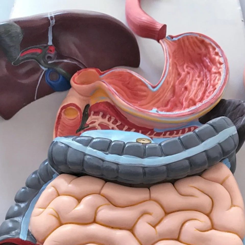 Digestive System Clay Model