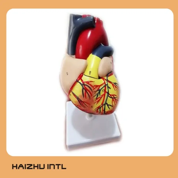 Plastic Heart Model Labeled