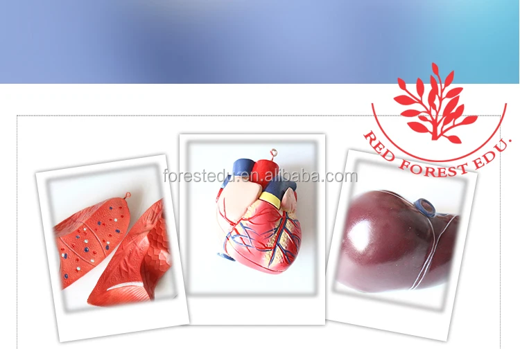 Human Torso Model 24 Parts 33" Life Size Anatomical Model Include ...