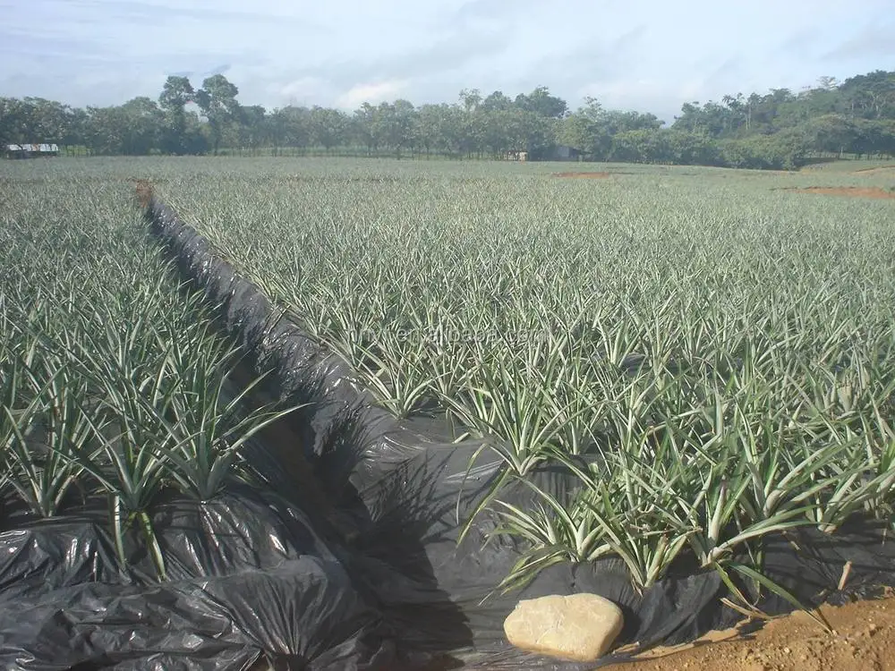 Reflective Polythene Biodegradable 50mic Plastic Mulch Film Ground ...