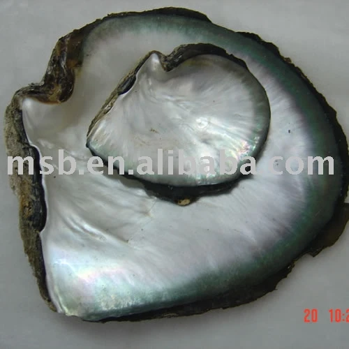 Polished Black MOP Mother of Pearl Shell Raw Shells for Production