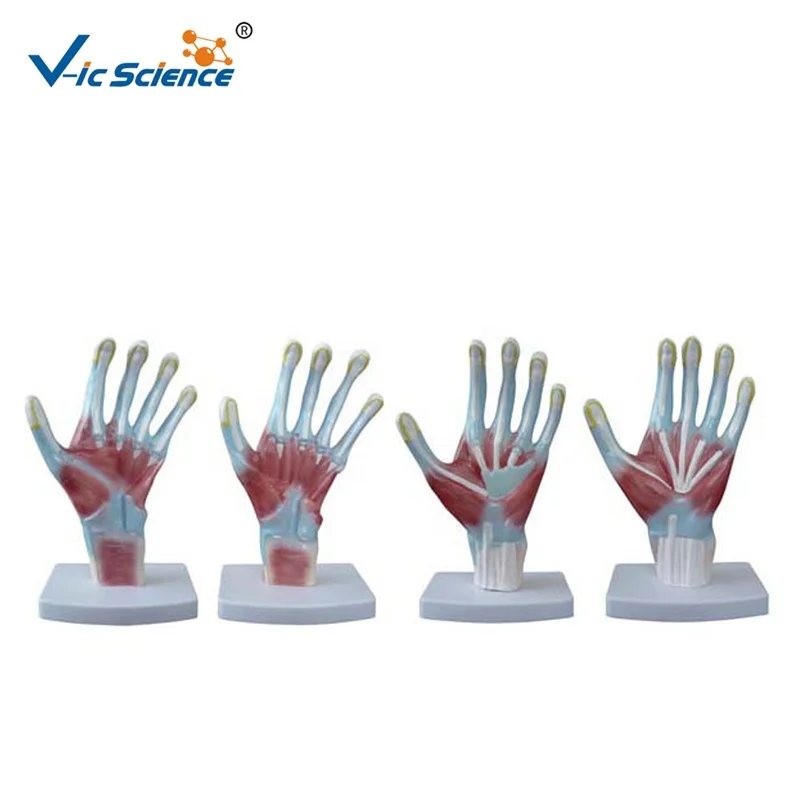 Human Body Anatomy Model Hand Palm Anatomy Model Biological Model ...