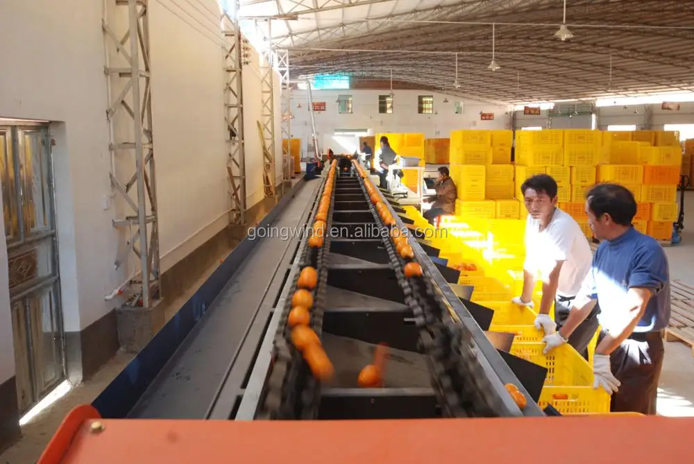 Efficient Mango Grading Machine - Automatic & Customizable