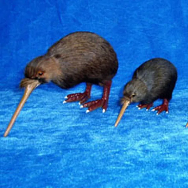 Wholesale Kiwi Bird Mini Feather Birds from New Zealand