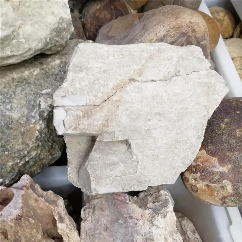 Dried Dragonsbones Fossilizid Dragons bone Os Draconis Fossilia Ossia ...