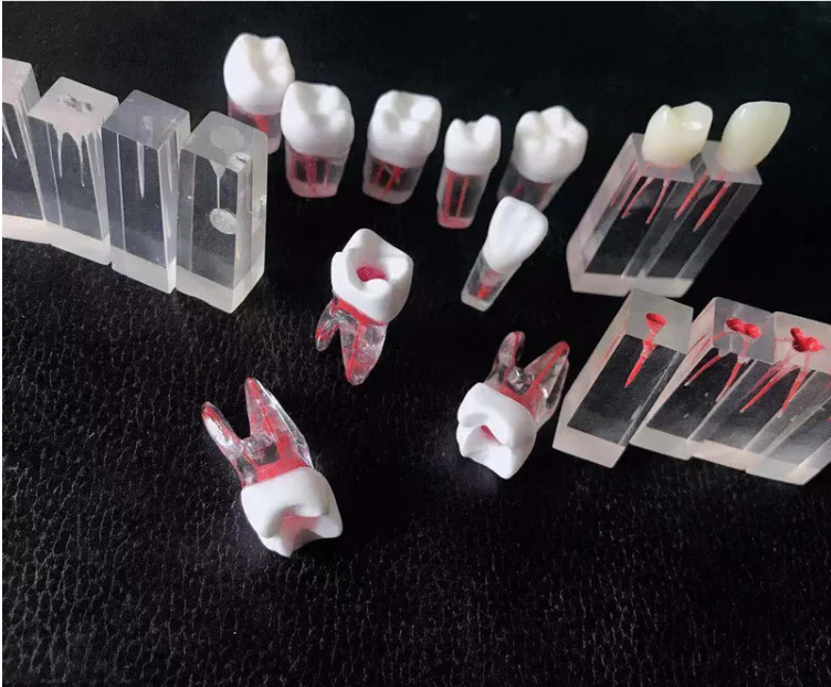 S Shape Dental Training Model - Endo Training Block