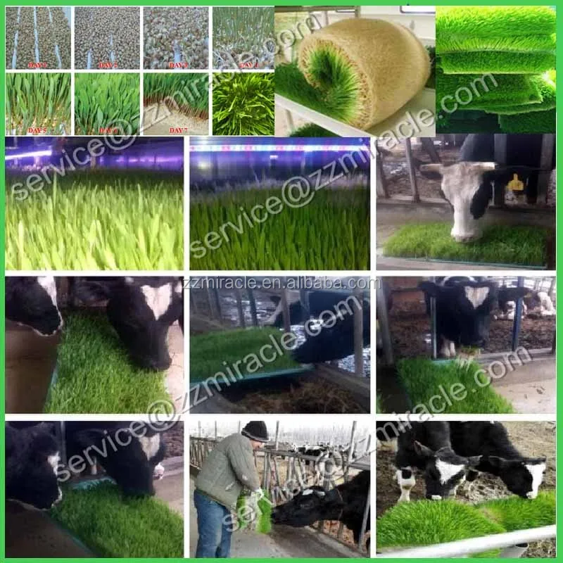 Hydroponic Fodder Growing Systems - Efficient & Durable