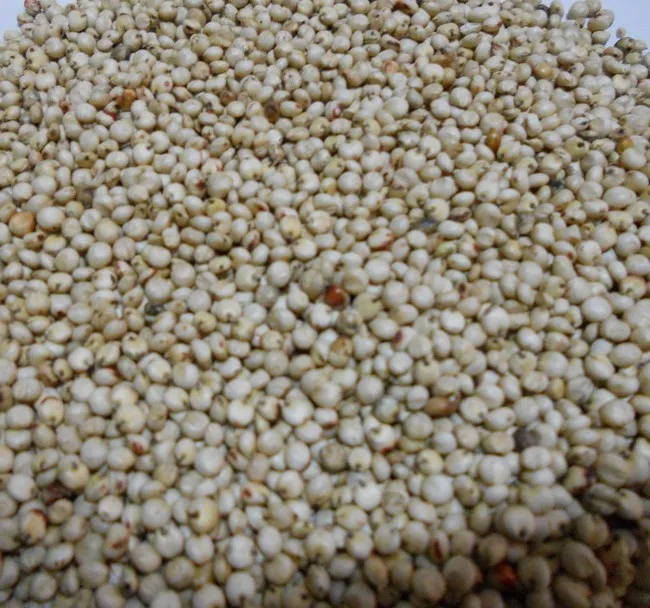 Organic Sorghum White Milo Grains Sorghum Price Pe White Sorghum - Buy ...