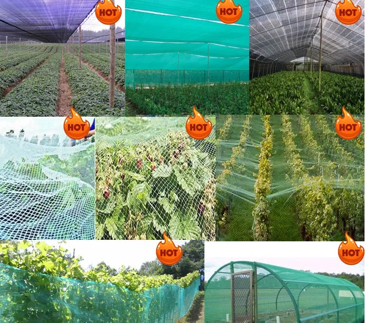Fruits Farm Anti Bee Net Orchard Bee Net - Buy Agricultural Anti Bee ...