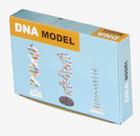 Dna Model Project With Labels