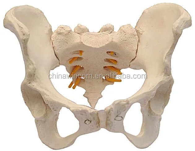 Modelo anatómico de pelvis femenina, modelo pélvico femenino| Alibaba.com