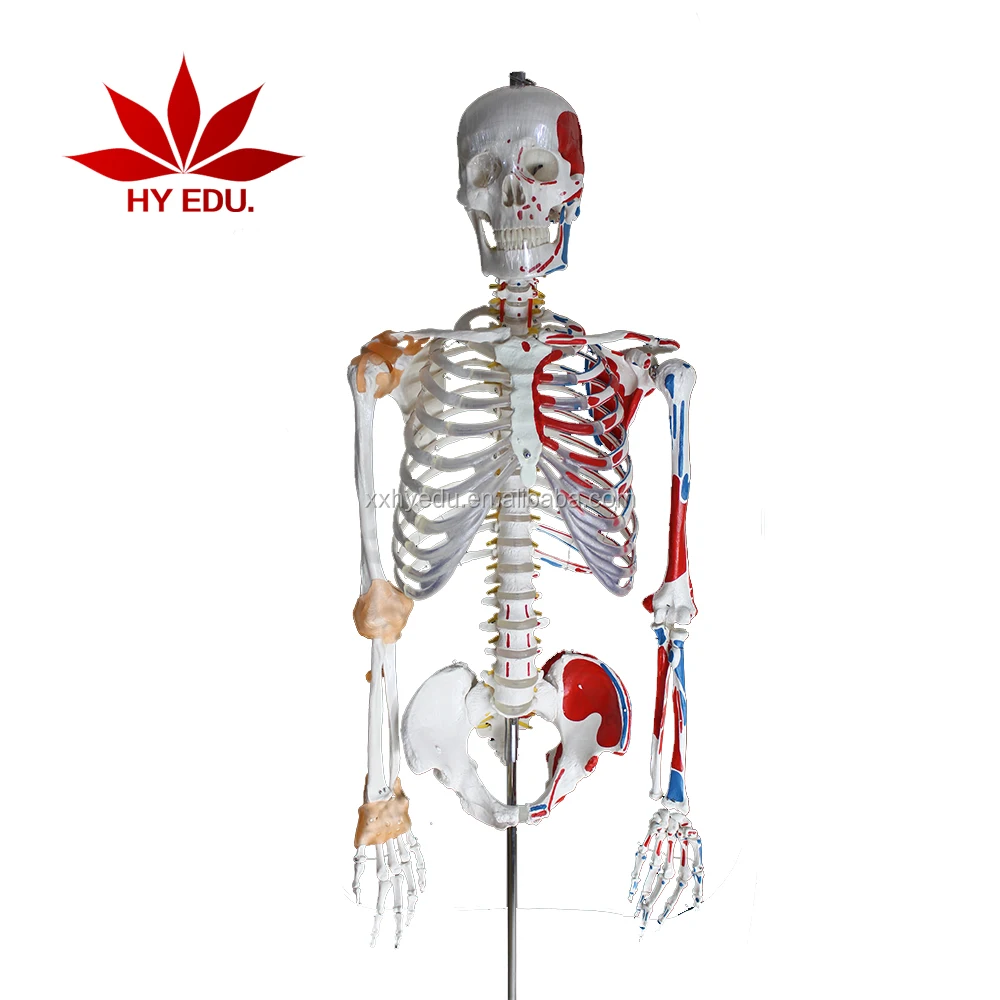 Human Skeleton Model With Joint Ligament And Colored Muscle - Buy Model ...