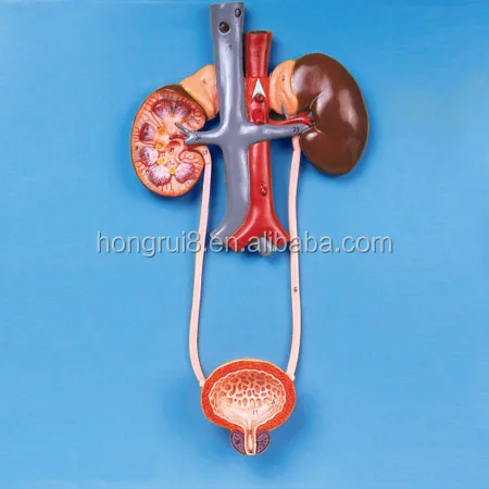 Urinary System Anatomical Model - Educational Insights