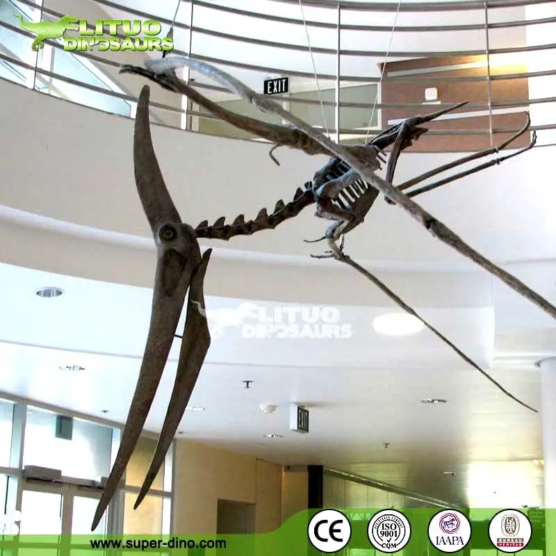 Pteranodon Skeleton Size