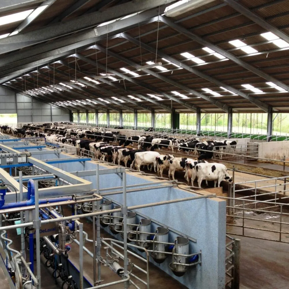 Cattle House Building - Durable Steel Dairy Farm Structure