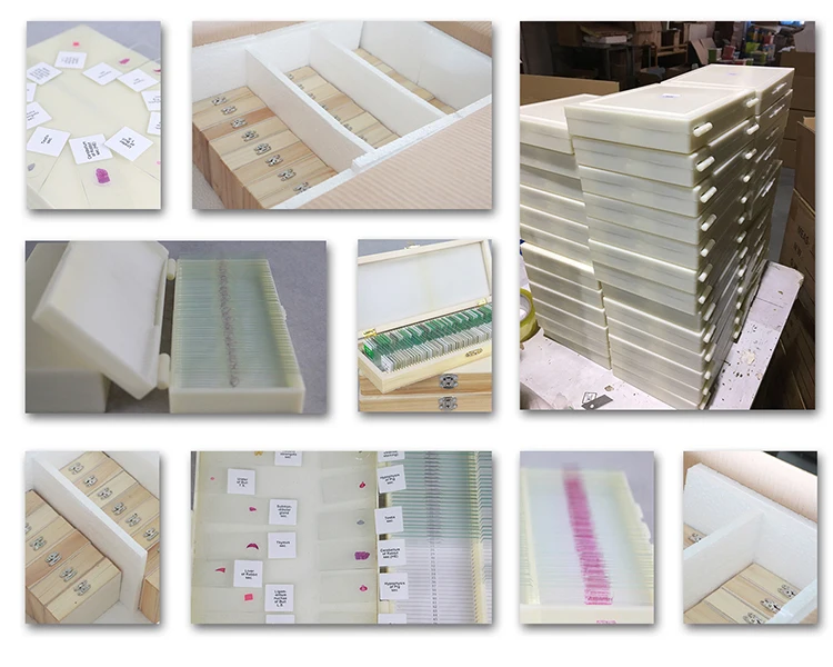 25 Pcs Basic Histology Prepared Microscope Glass Slides With Specimen ...