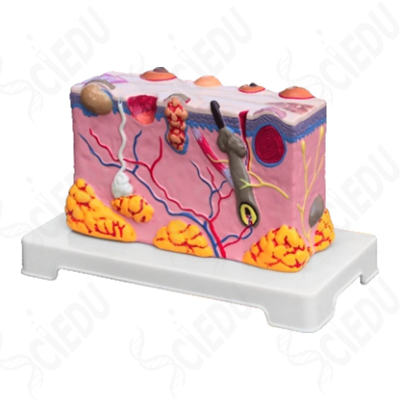 Anatomical Model - 3D Skin with Surgical Suture Teaching Resource