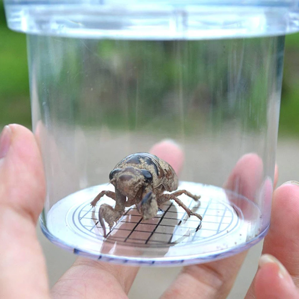 Magnifying Insect Box - Bug Magnifier for Kids & Education