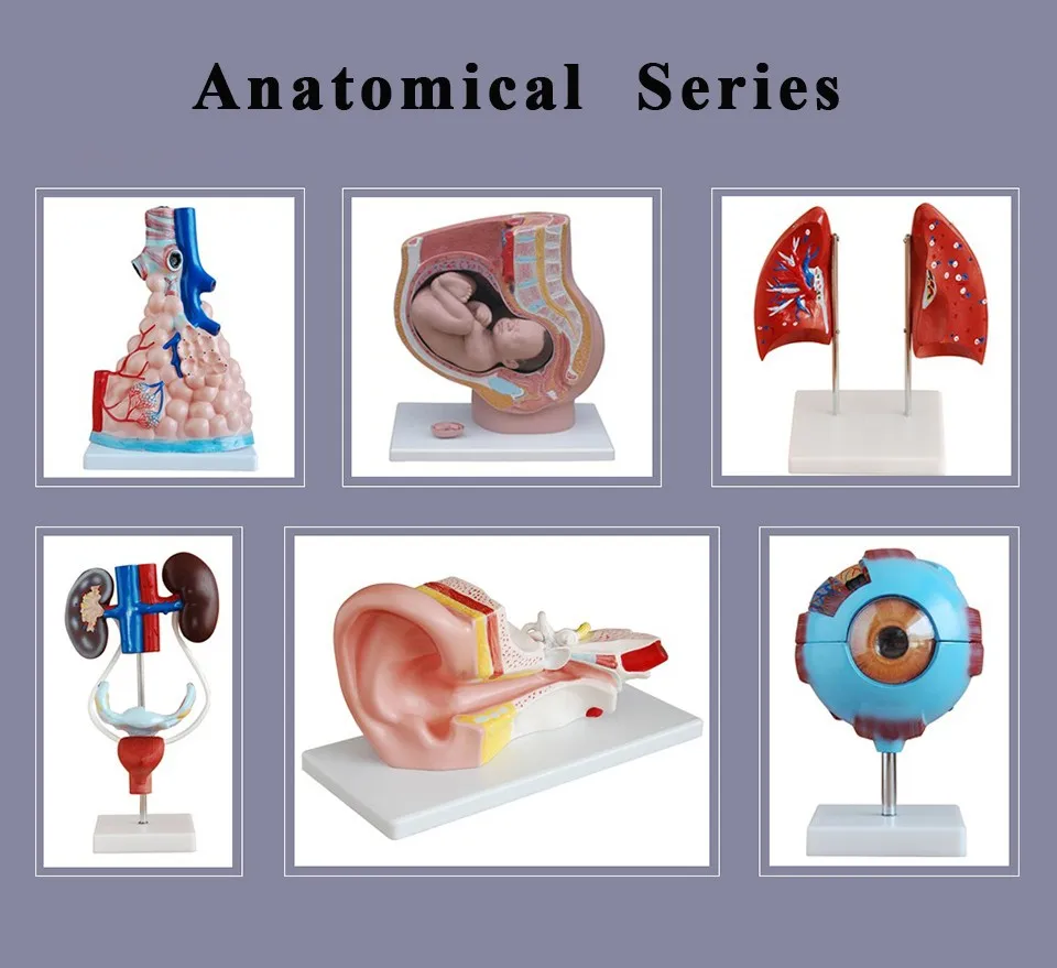 Model Torso Anatomi Manusia Berkualitas Tinggi Yang Digunakan untuk ...