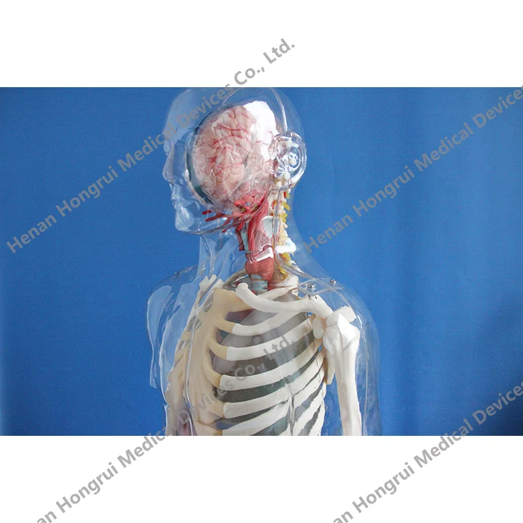 Human Transparent Anatomy Torso Model,Advanced Medical Anatomical Model ...