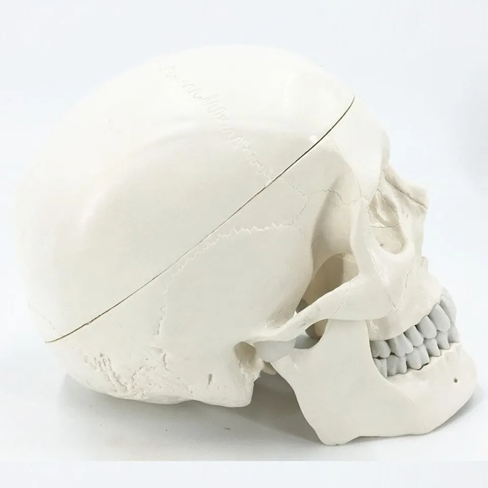 White Skull Model,Educational Medical Anatomy Life-size Skeleton Model ...