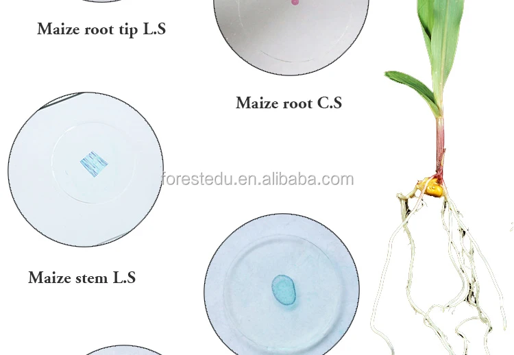 Corn Stem Cross Section - Microscope Slide for Biology Lab