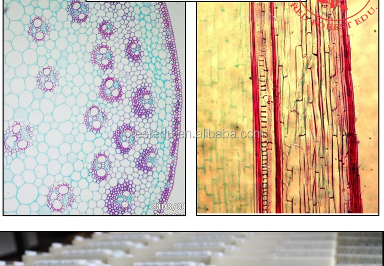 Corn Stem Cross Section - Microscope Slide for Biology Lab