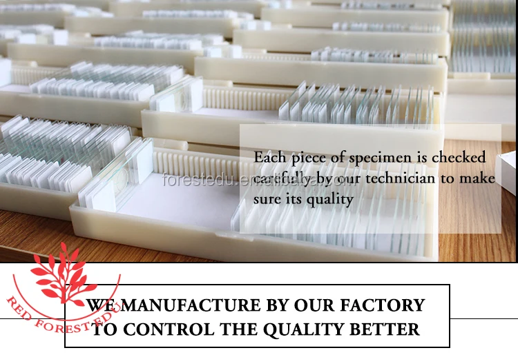 Corn Stem Cross Section - Microscope Slide for Biology Lab