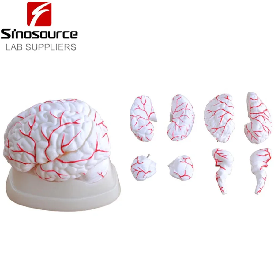 Head Anatomy Mode Anatomical Human Brain Model With Arteries Xc-308 ...
