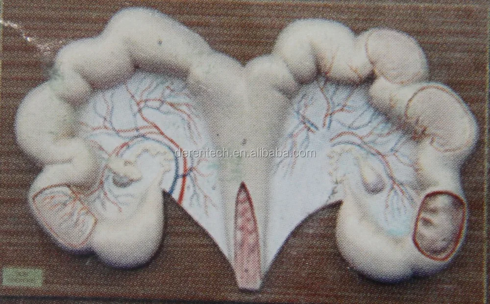Pig uterus model| Alibaba.com