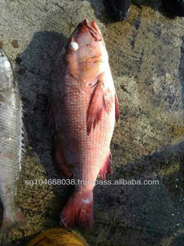 Frozen Red Snapper Whole Round - Buy Frozen Red Snapper Whole Round ...